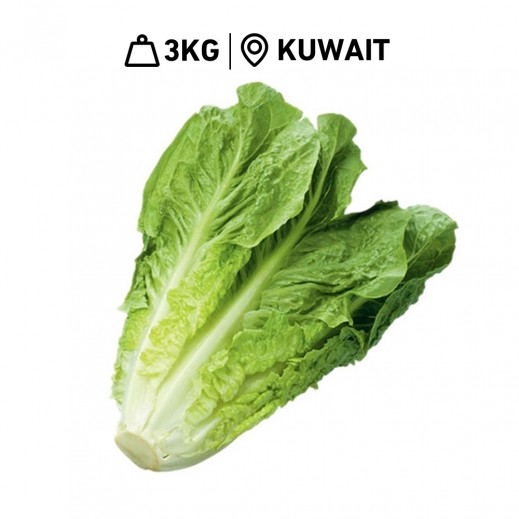 Buy Fresh Kuwati Roman Lettuce (3 kg Approx) | توصيل Taw9eel.com