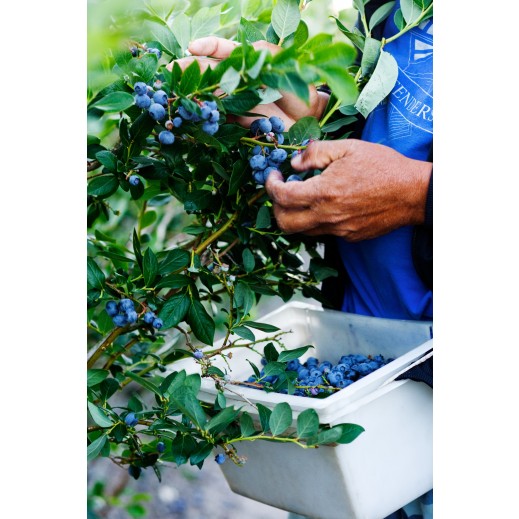 Buy Driscoll's Fresh Blueberry 170 g - delivered by Taw9eel Fast ...