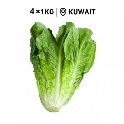 Buy Fresh Kuwaiti Roman Lettuce Al Shamiah Farm (4 x 1 kg Approx) | توصيل Taw9eel.com
