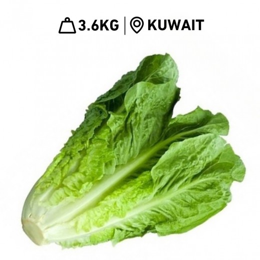 Buy Fresh Kuwaiti Roman Lettuce Al Shamiah Farm (4 x 900 g Approx.) | توصيل Taw9eel.com